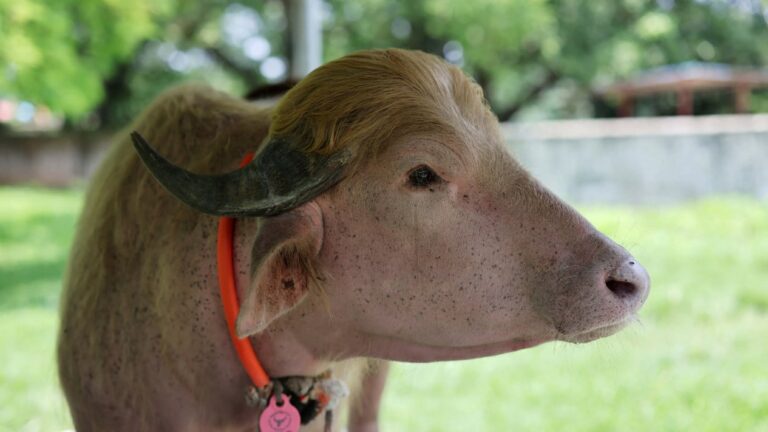 Emocionante: Búfalo albino parecido a Donald Trump cancela matanza ...